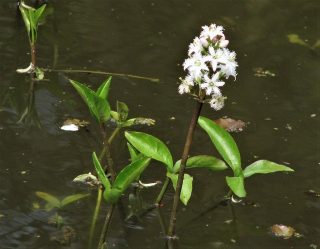 Top 10 Native Oregon Aquatic Plants | Seeds of Nature Watergardens