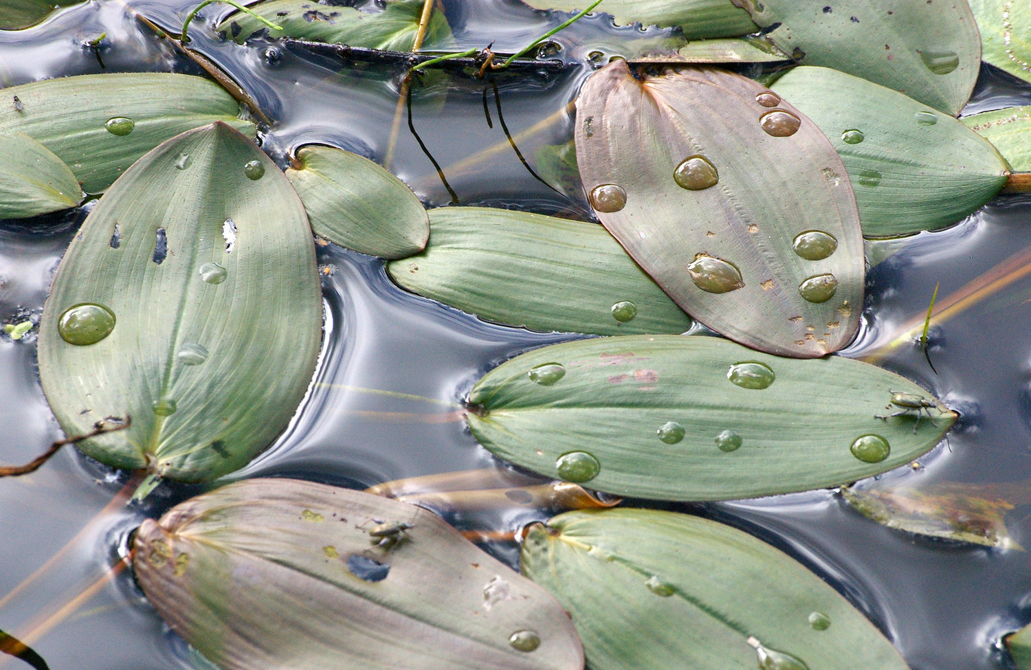 Top 10 Native Oregon Aquatic Plants | Seeds of Nature Watergardens