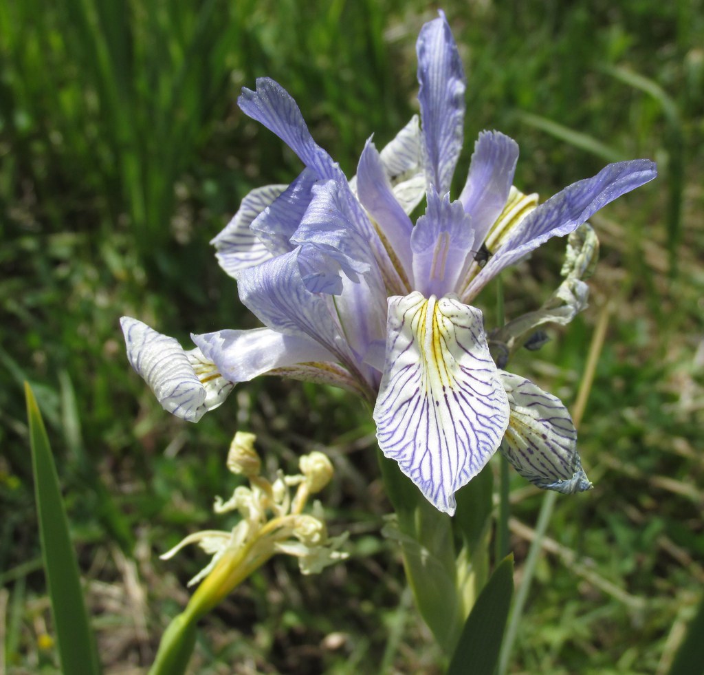 Top 10 Native Oregon Aquatic Plants | Seeds of Nature Watergardens