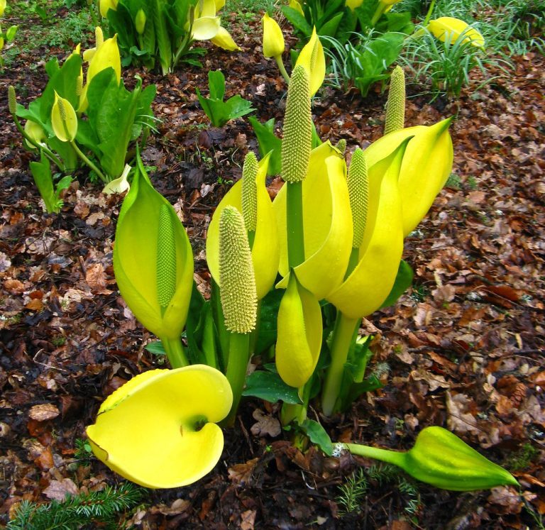 Top 10 Native Oregon Aquatic Plants | Seeds of Nature Watergardens