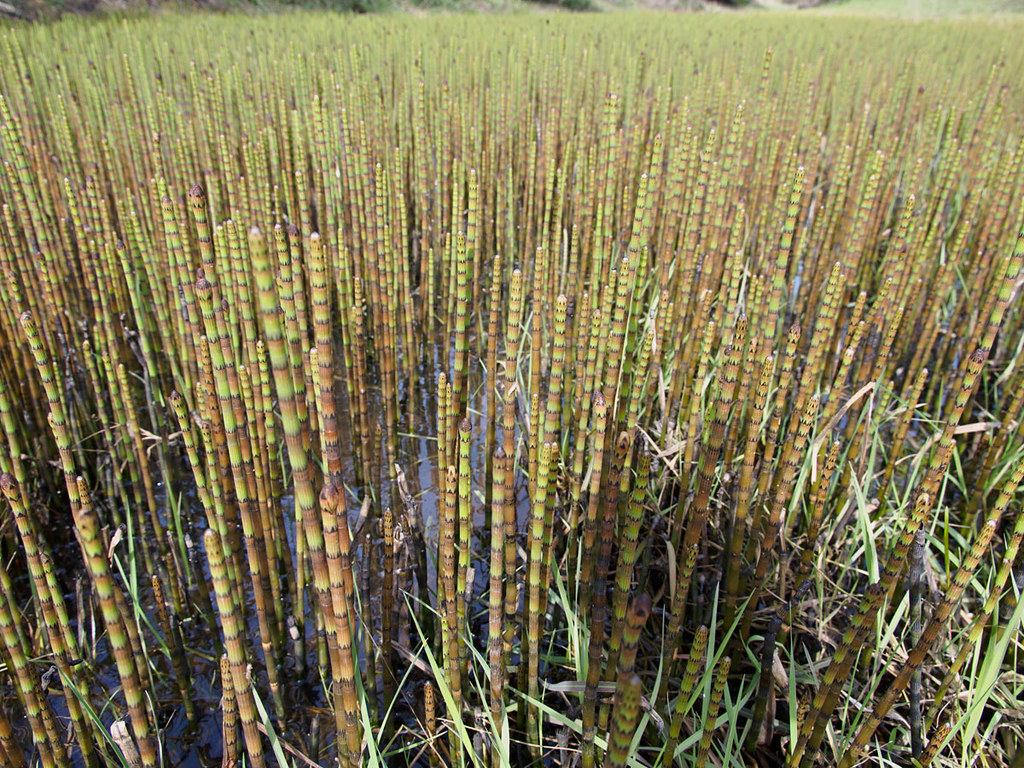Top 10 Native Oregon Aquatic Plants | Seeds of Nature Watergardens