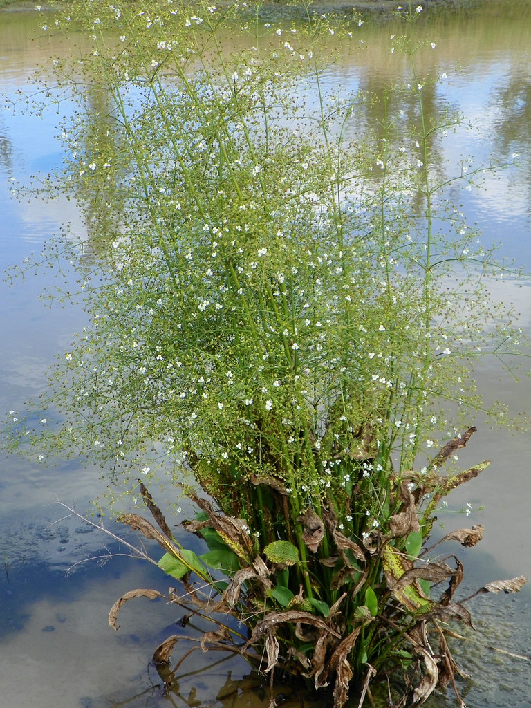 Top 10 Native Oregon Aquatic Plants | Seeds of Nature Watergardens