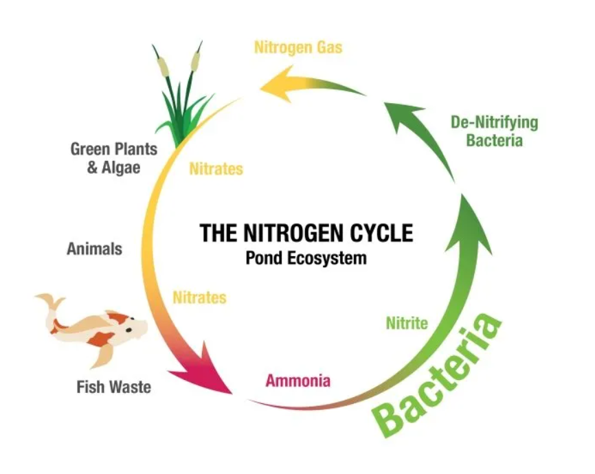 Nitrogen Cycle - A Process That Can Make A Difference