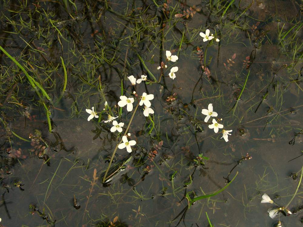 18 Native Oregon Pond Plants For Your Watergarden » Seeds of Nature ...