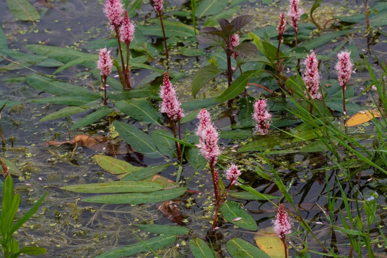 18 Native Oregon Pond Plants For Your Watergarden » Seeds of Nature ...