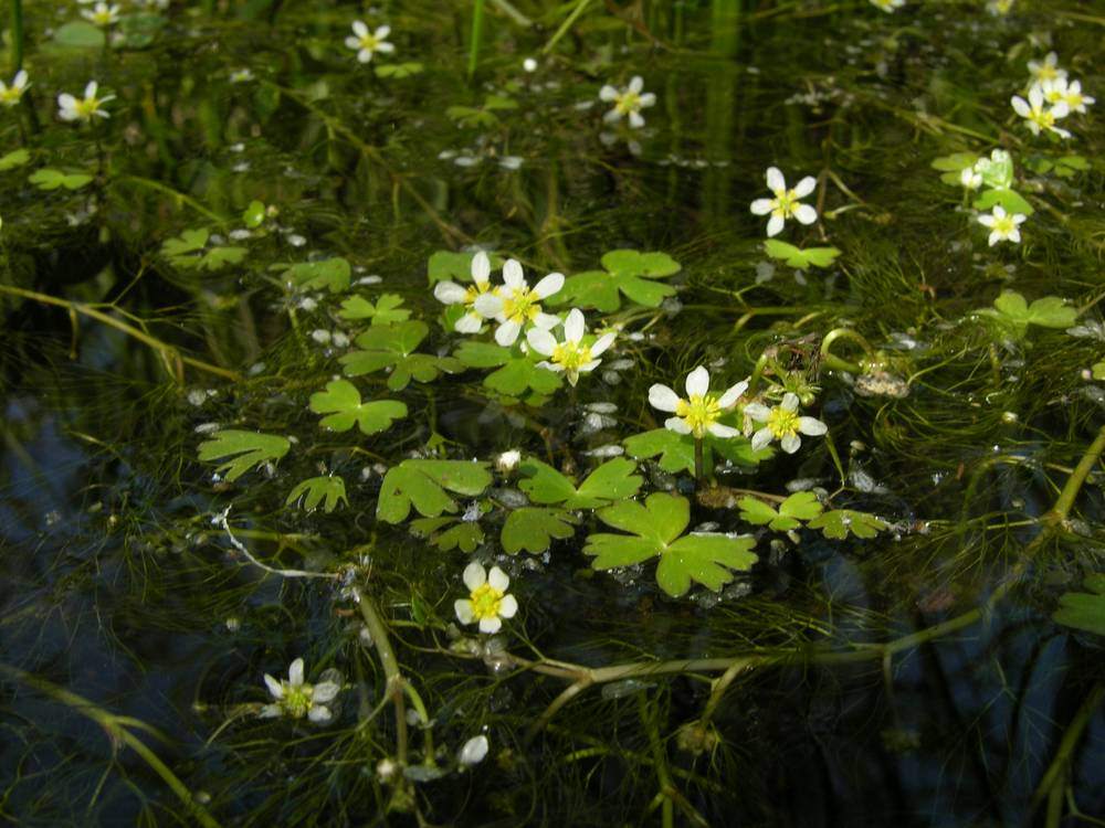 18 Native Oregon Pond Plants For Your Watergarden » Seeds of Nature ...
