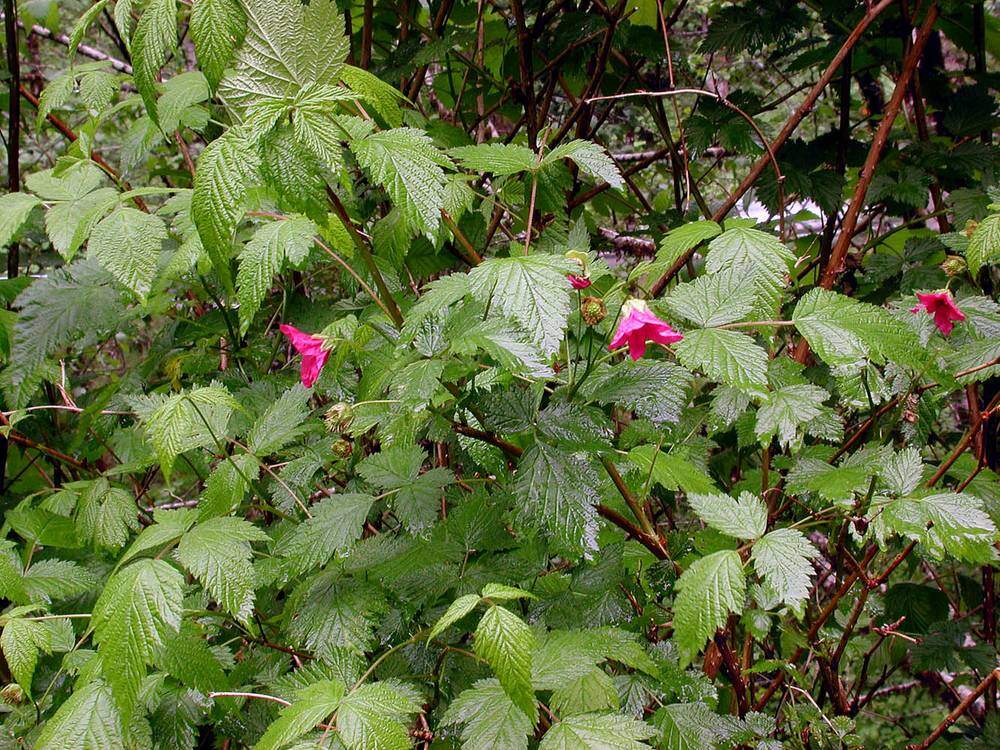 18 Native Oregon Pond Plants For Your Watergarden » Seeds of Nature ...