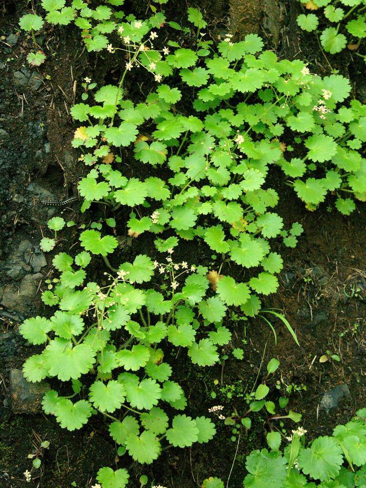 18 Native Oregon Pond Plants For Your Watergarden » Seeds of Nature ...