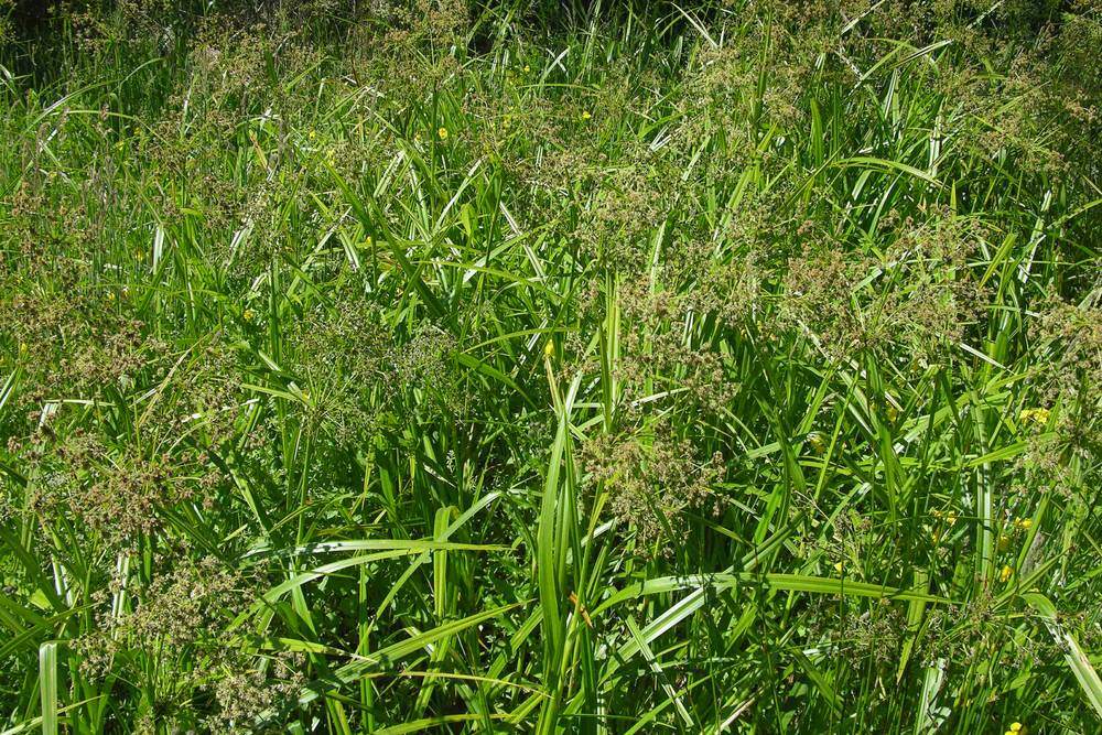 18 Native Oregon Pond Plants For Your Watergarden » Seeds of Nature ...