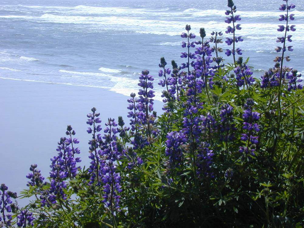 18 Native Oregon Pond Plants For Your Watergarden » Seeds of Nature ...